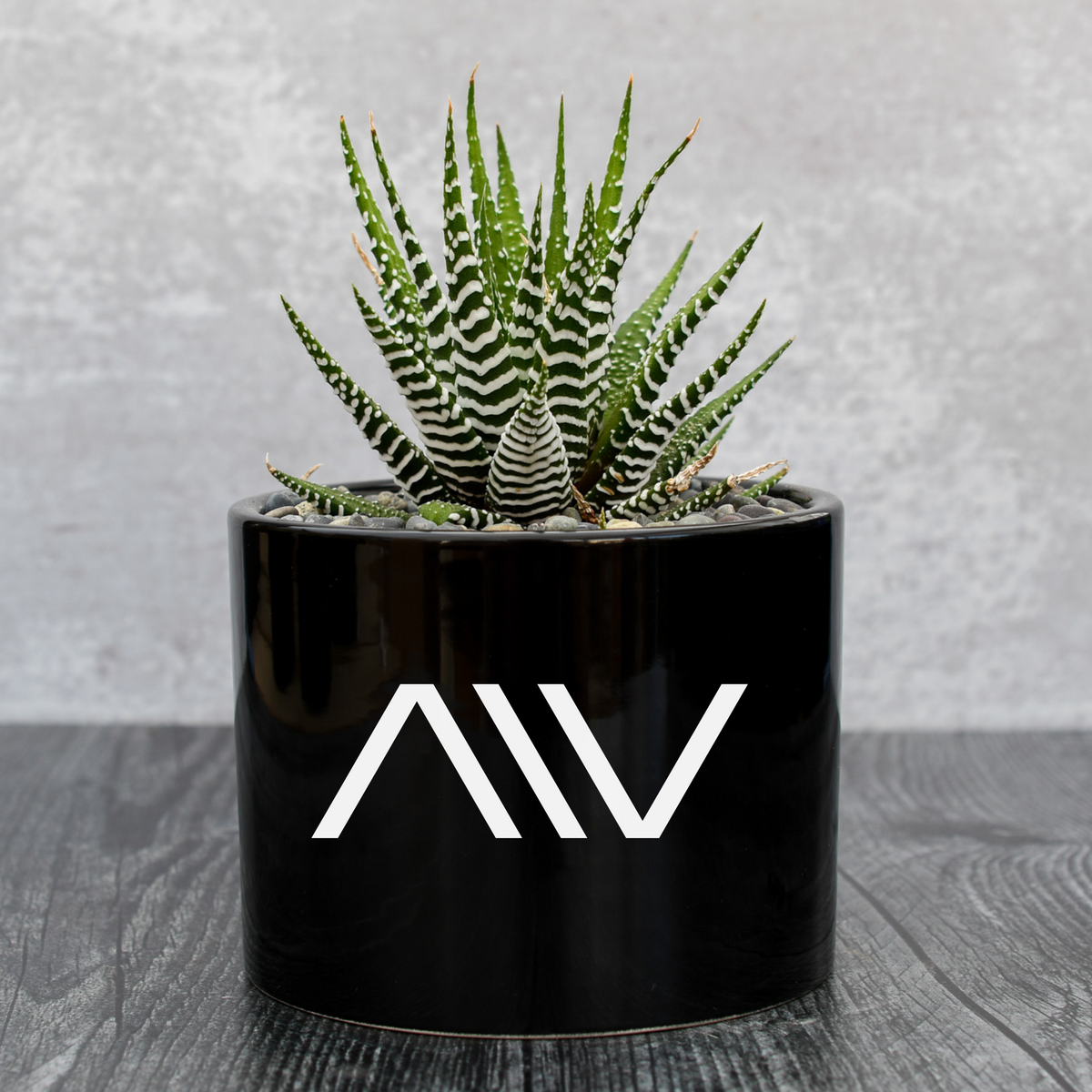Corporate Succulent Gifts | Custom Branded Gifts | Grow by Gifting
